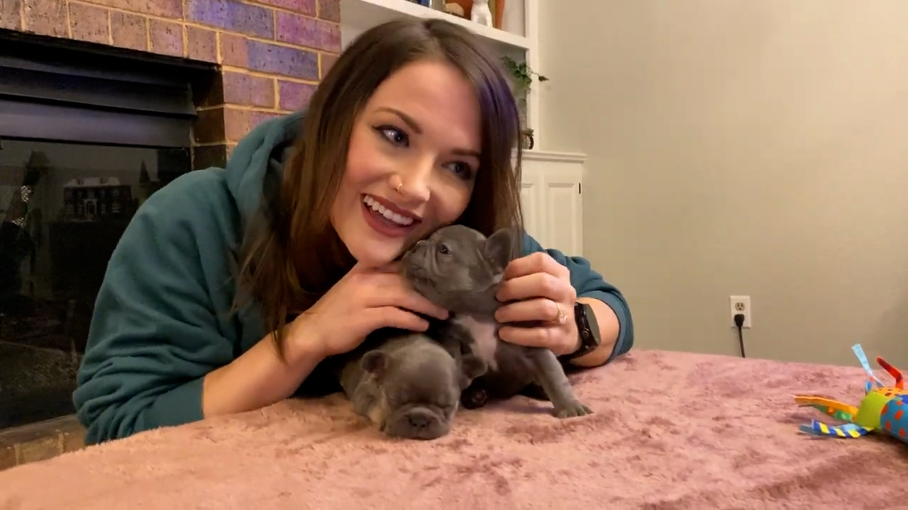 Breeder 101 – The dog breeding and puppy sales source